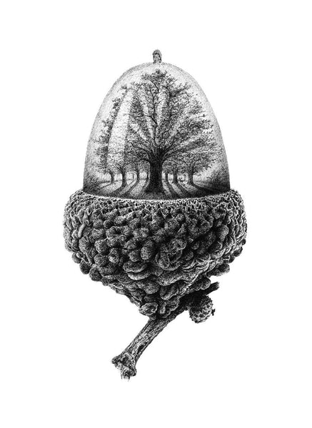 All In A Nutshell, Acorn, A4 art print by CJP | Enter Gallery